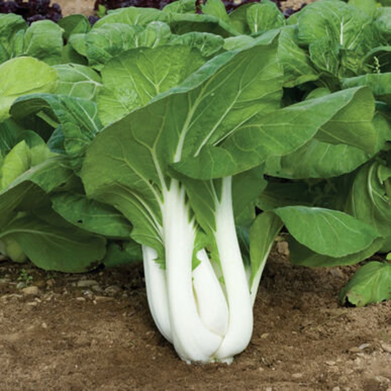 White Stem Bok Choy Pak Choi Seeds Chinese Cabbage Xiao Bai Cai Siu Bok ...