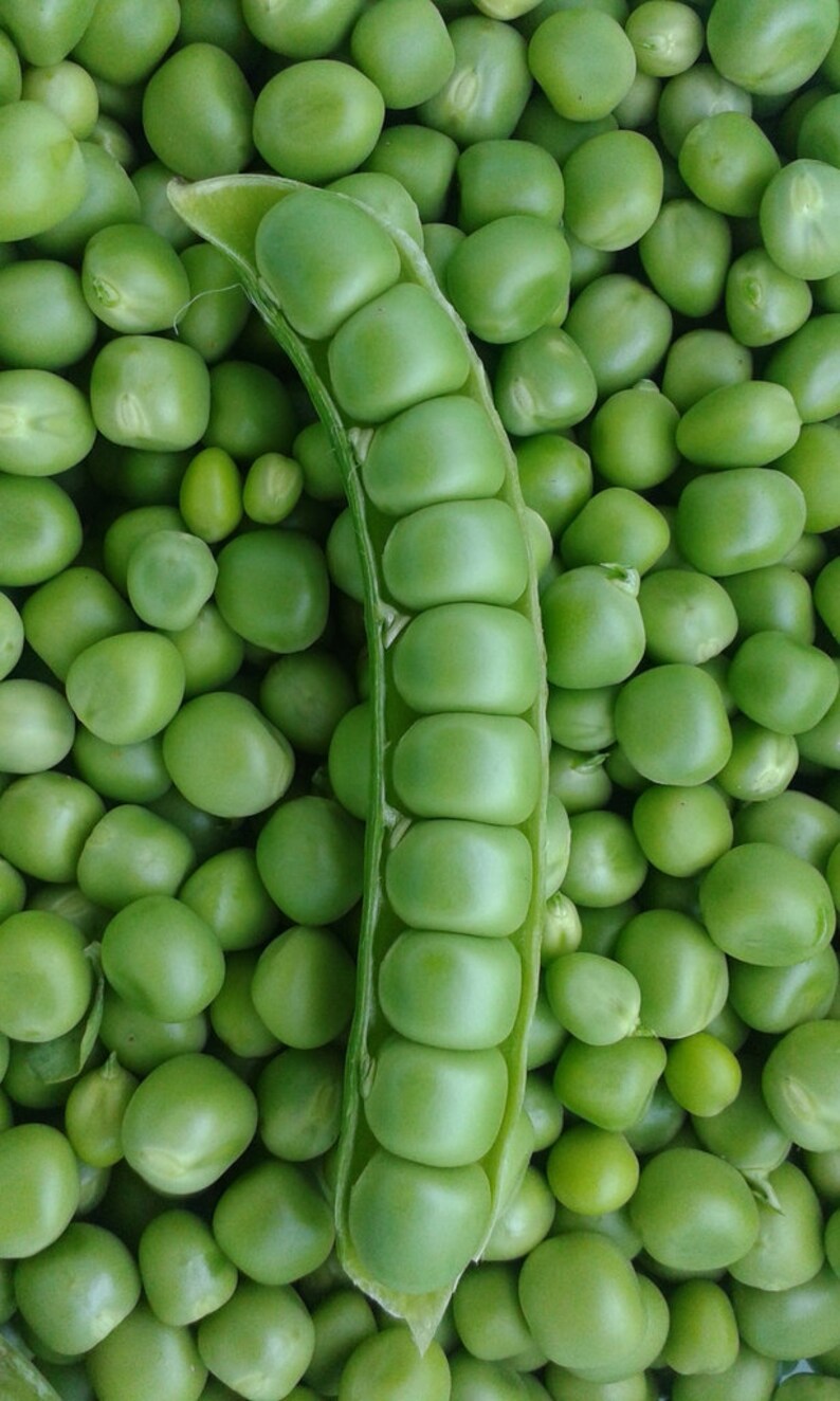 Austrian Winter Pea Seeds Field Pea Green Pea English Pea Forage Garden ...