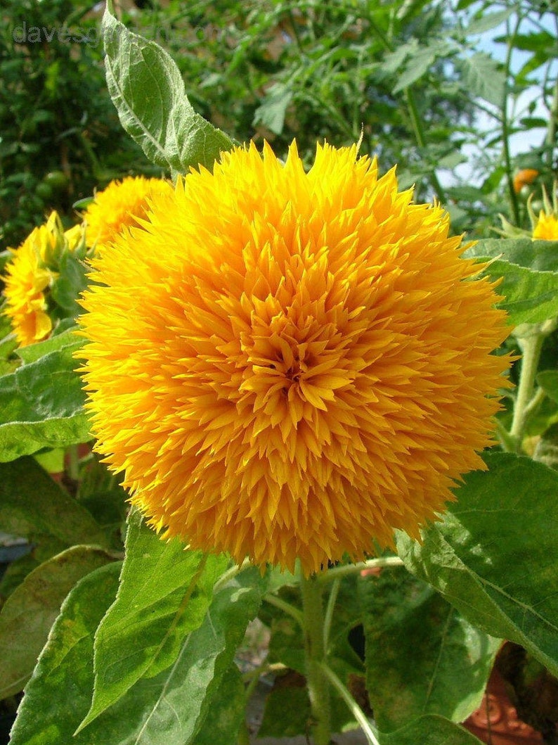 Teddy Bear Sunflower Seeds USA Garden Vegetable Sungold Dwarf Sun ...