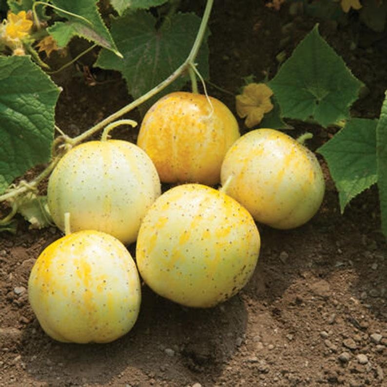 Lemon Cucumber Seeds Lemon Cuke Seeds Organic Non GMO Heirloom | Etsy