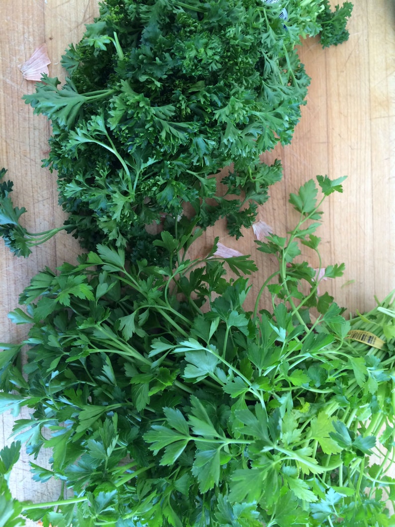 Parsley Seeds USA Italian Flat Herb Basil Garnish Garden Cilantro Seed ...