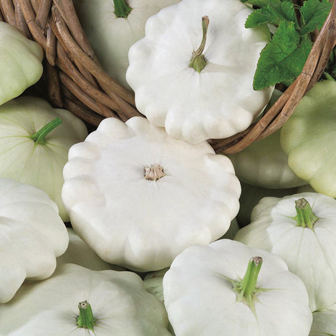 White Patty Pan Pattypan Pumpkin Squash Seeds Peter Pan Sunburst Granny ...
