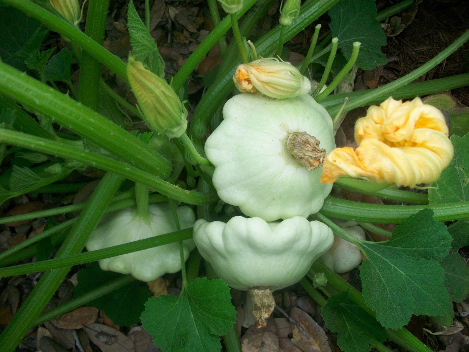 White Patty Pan Pattypan Pumpkin Squash Seeds Peter Pan Sunburst Granny ...