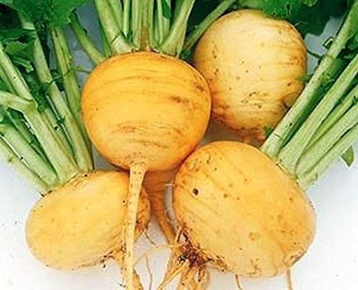Golden Ball Turnip Seeds Golden Globe Turnips Seeds Organic | Etsy