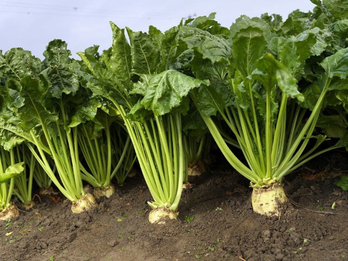 Sugar Beet Seeds White Sugar Beetroot Turnip Seeds Organic Non GMO ...