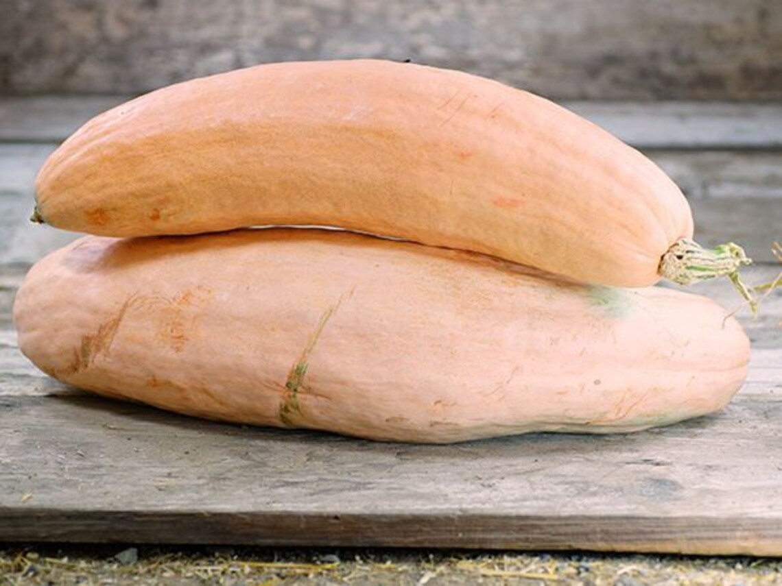 Pink Banana Jumbo Squash Seeds Winter Squash Pumpkin Butternut Acorn ...
