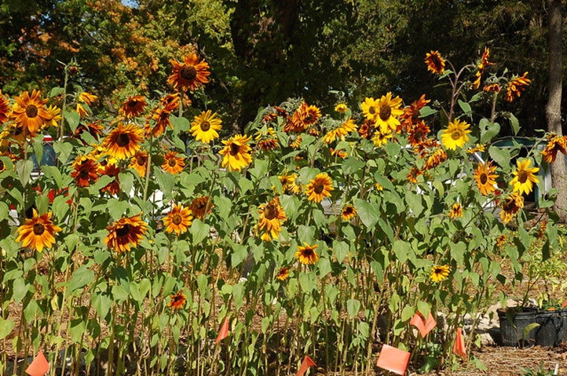Autumn Beauty Sunflower Seeds Non GMO Organic Heirloom Fast Growing ...
