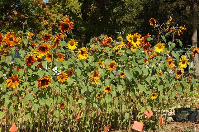 Autumn Beauty Sunflower Seeds Non GMO Organic Heirloom Fast Growing ...