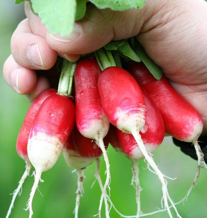 French Breakfast Radish Seeds Flambeau Flambo Petit Déjeuner Seeds ...