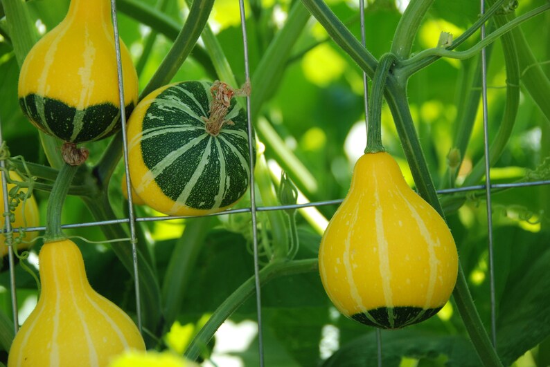 Small Gourd Mix Seeds USA Garden Fall Autumn Wing Pumpkin Ornamental ...