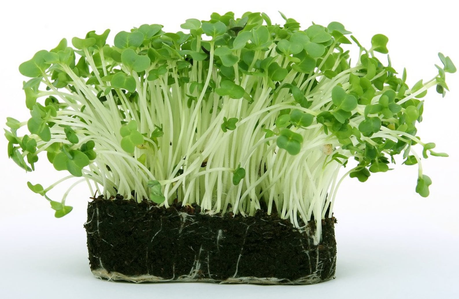 Upland Cress Seeds Land Cress Winter Cress Creasy Greens Seeds Non GMO ...