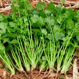 Cilantro Seeds Coriander Culantro Chinese Parsley Organic Herb Seeds ...