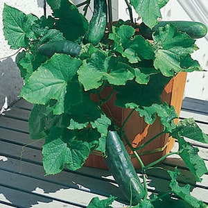 Spacemaster Cucumber Bush Pickling Slicing Cucumber Cuke Seeds Organic ...