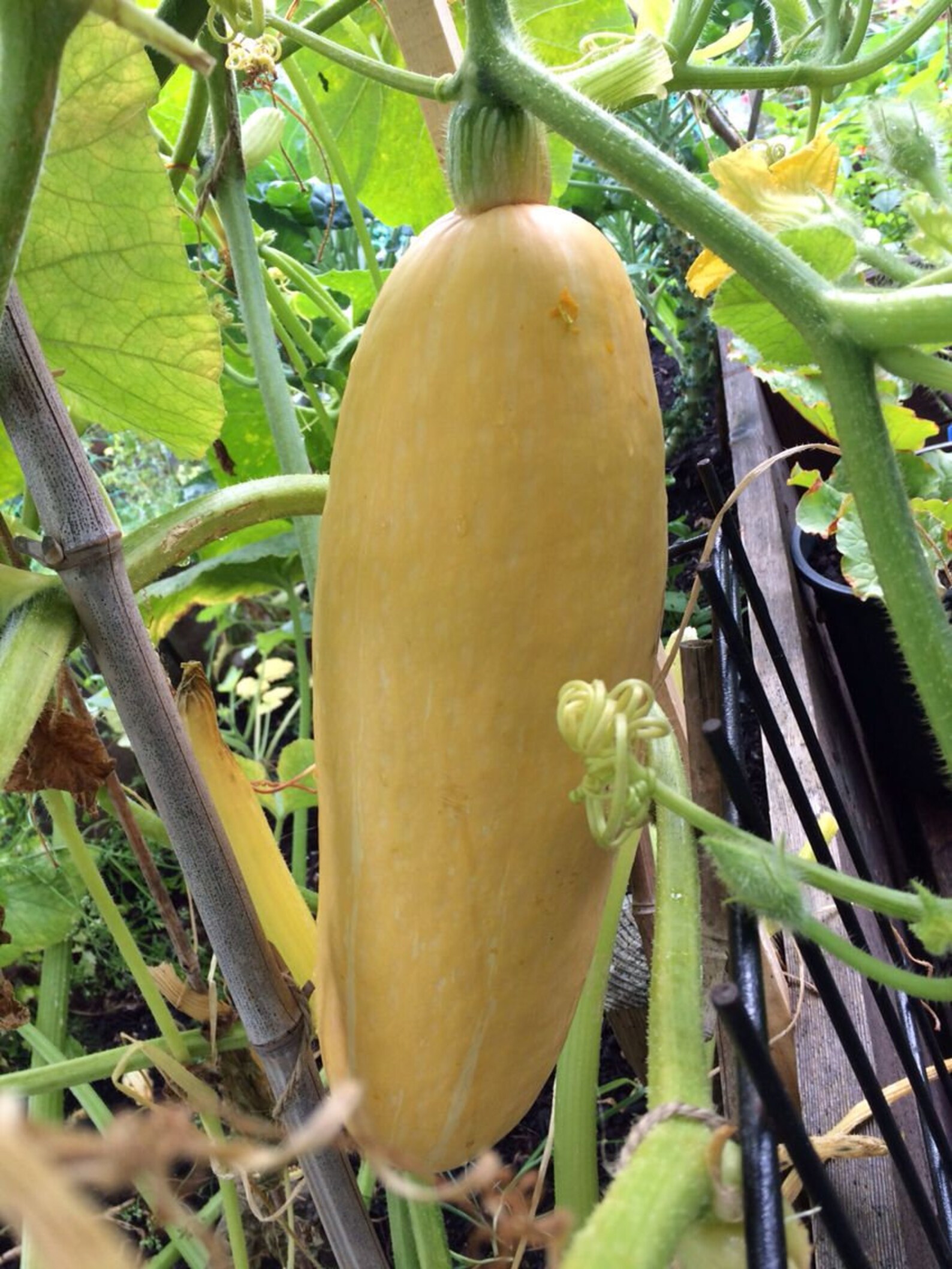 Pink Banana Jumbo Squash Seeds Winter Squash Pumpkin Butternut | Etsy