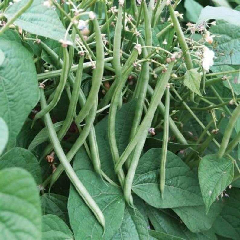 Green Bean Top Crop Seeds USA Garden Vegetable Stringless | Etsy