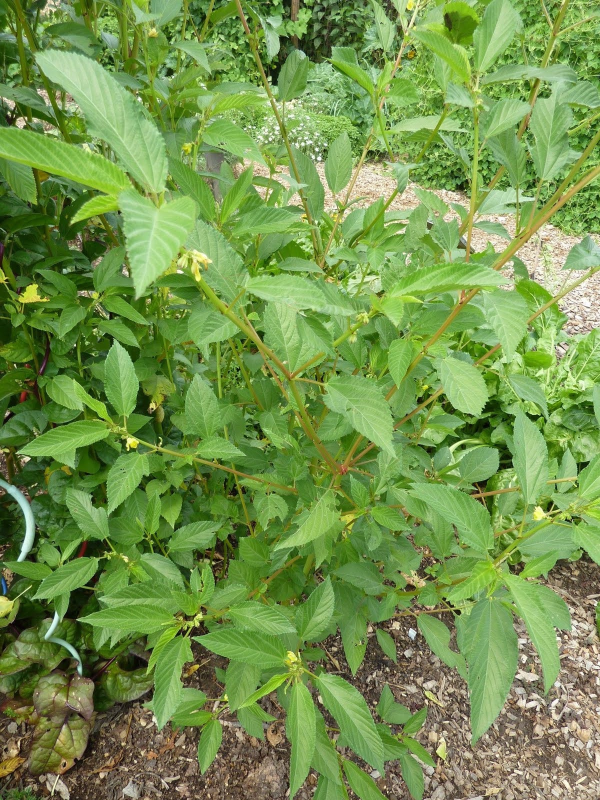 Molokhia Molokia Egyptian Spinach Seeds Mulukhiyah Molokheyya | Etsy Canada