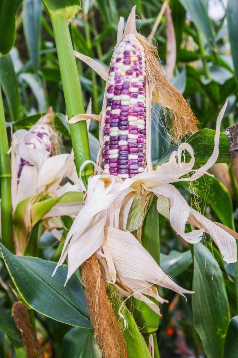 Corn Ornamental Indian Corn Flint Corn Calico Corn Seeds | Etsy