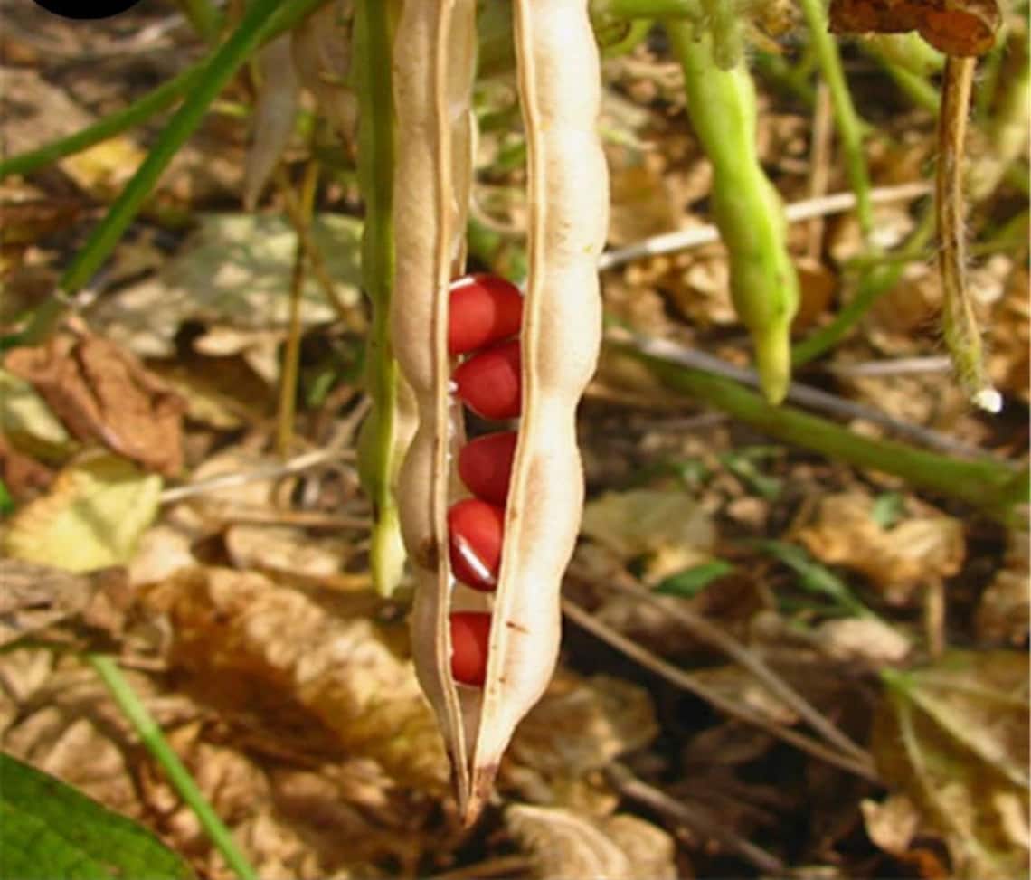 Adzuki Bean Seeds Small Red Bean Azuki Aduki Hongdou Red Mung | Etsy