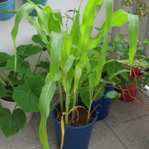 Baby Corn Seeds Japanese Hulless Corn Popcorn Mini Corn Seeds Non GMO ...