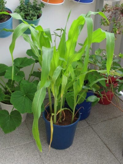 Baby Corn Seeds Japanese Hulless Corn Popcorn Mini Corn Seeds Non GMO ...