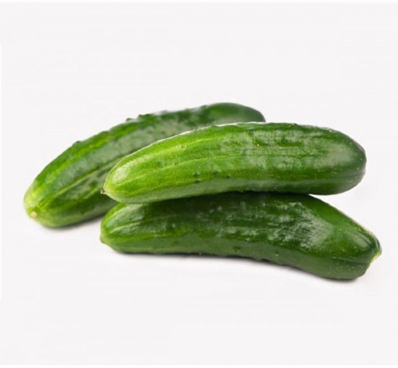 Spacemaster Cucumber Bush Pickling Slicing Cucumber Cuke Seeds Organic ...