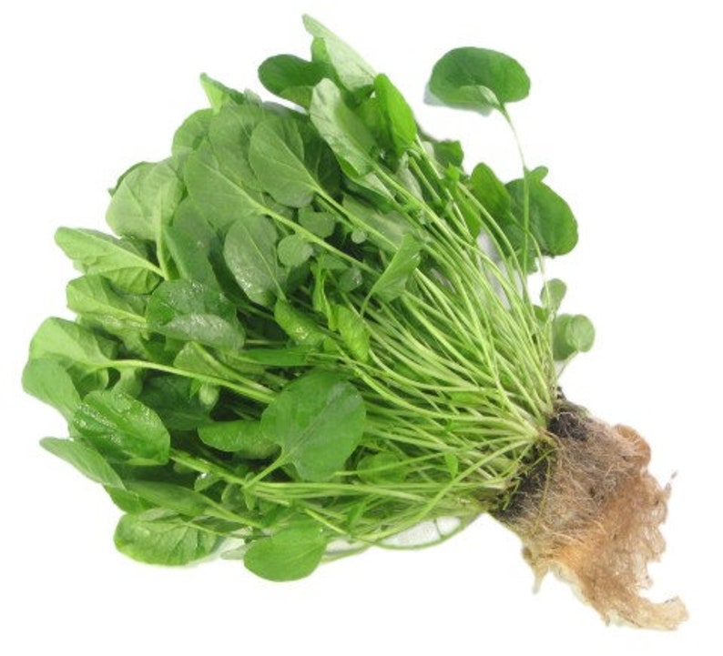 Upland Cress Seeds Land Cress Winter Cress Creasy Greens Seeds Non GMO ...