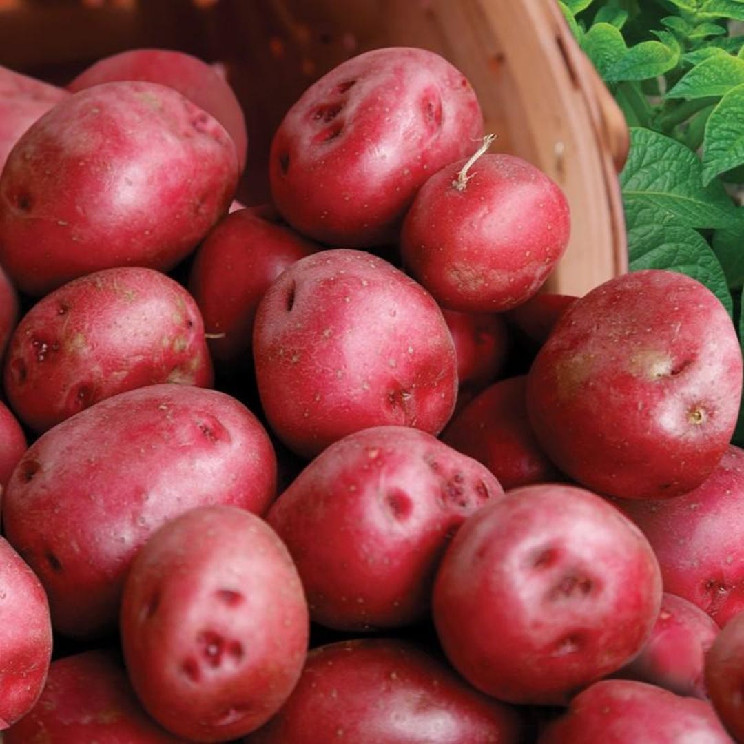 Red Pontiac Seed Potatoes for Planting - Certified for Growers Organic ...