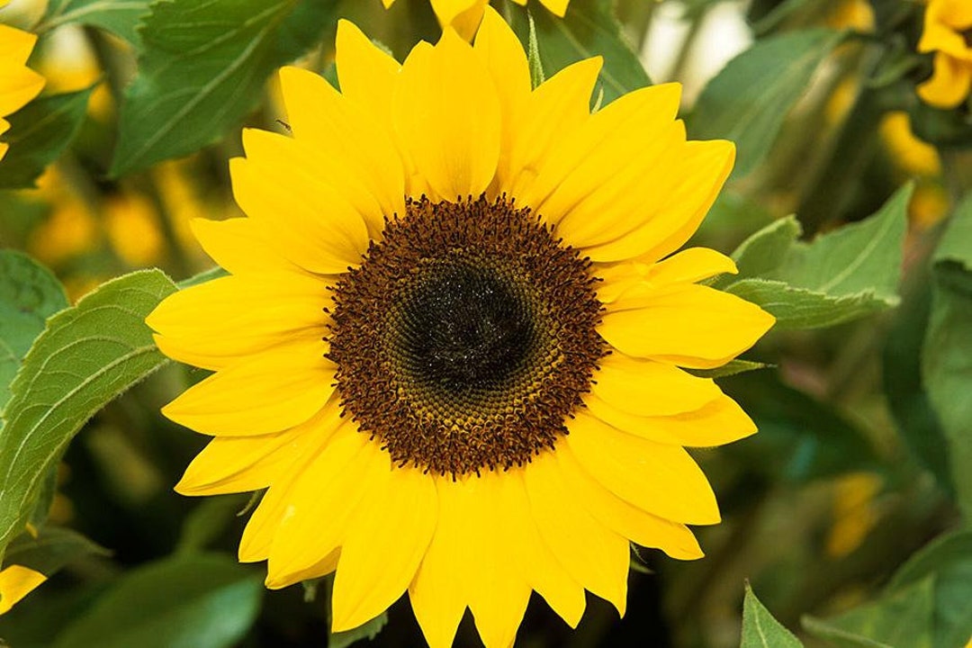 Sunflower Seeds USA Garden Vegetable Huge Tall Black Oil Common Sun ...