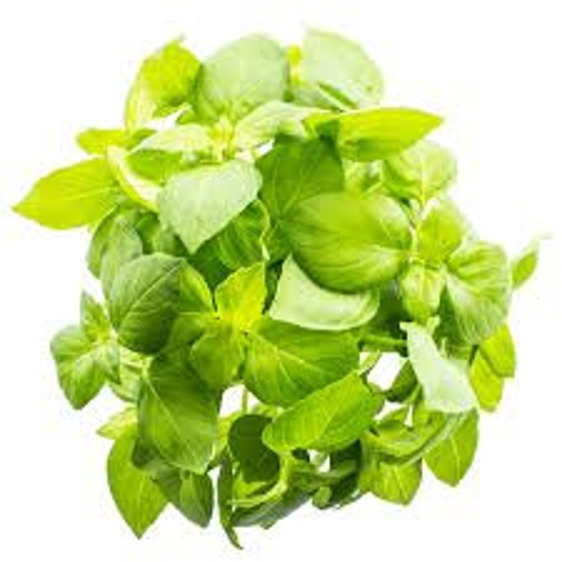 Lemon Basil Herb Seeds USA Heirloom Organic Garden Seeds Non GMO ...