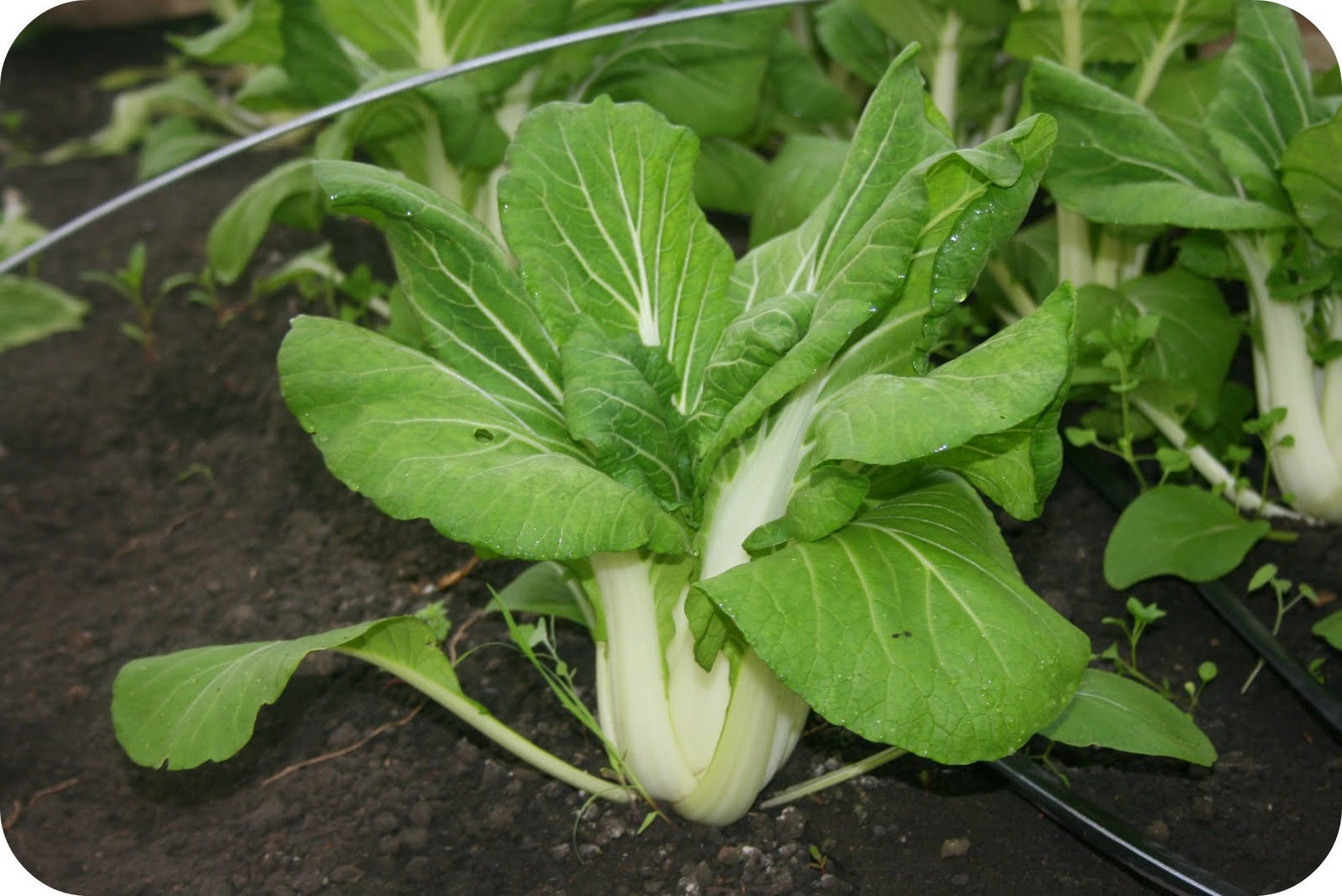 White Stem Bok Choy Pak Choi Seeds Chinese Cabbage Xiao Bai Cai Siu Bok ...