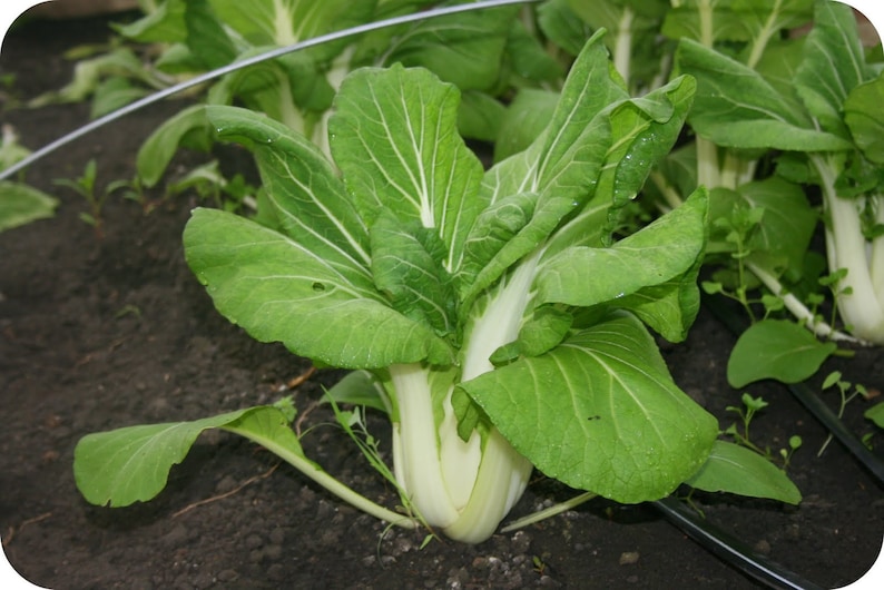 White Stem Bok Choy Pak Choi Seeds Chinese Cabbage Xiao Bai Cai Siu Bok ...