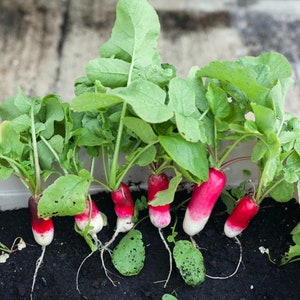 French Breakfast Radish Seeds Flambeau Flambo Petit Déjeuner Seeds ...