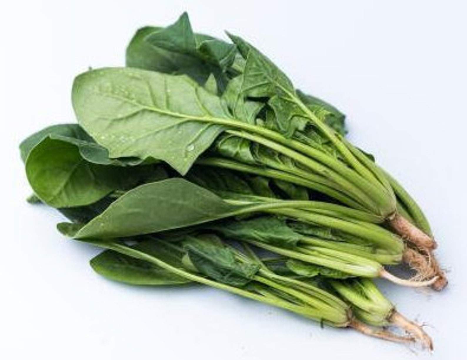 Malabar Spinach Seeds Ceylon Spinach Basella Alba Alugbati 木耳菜 | Etsy