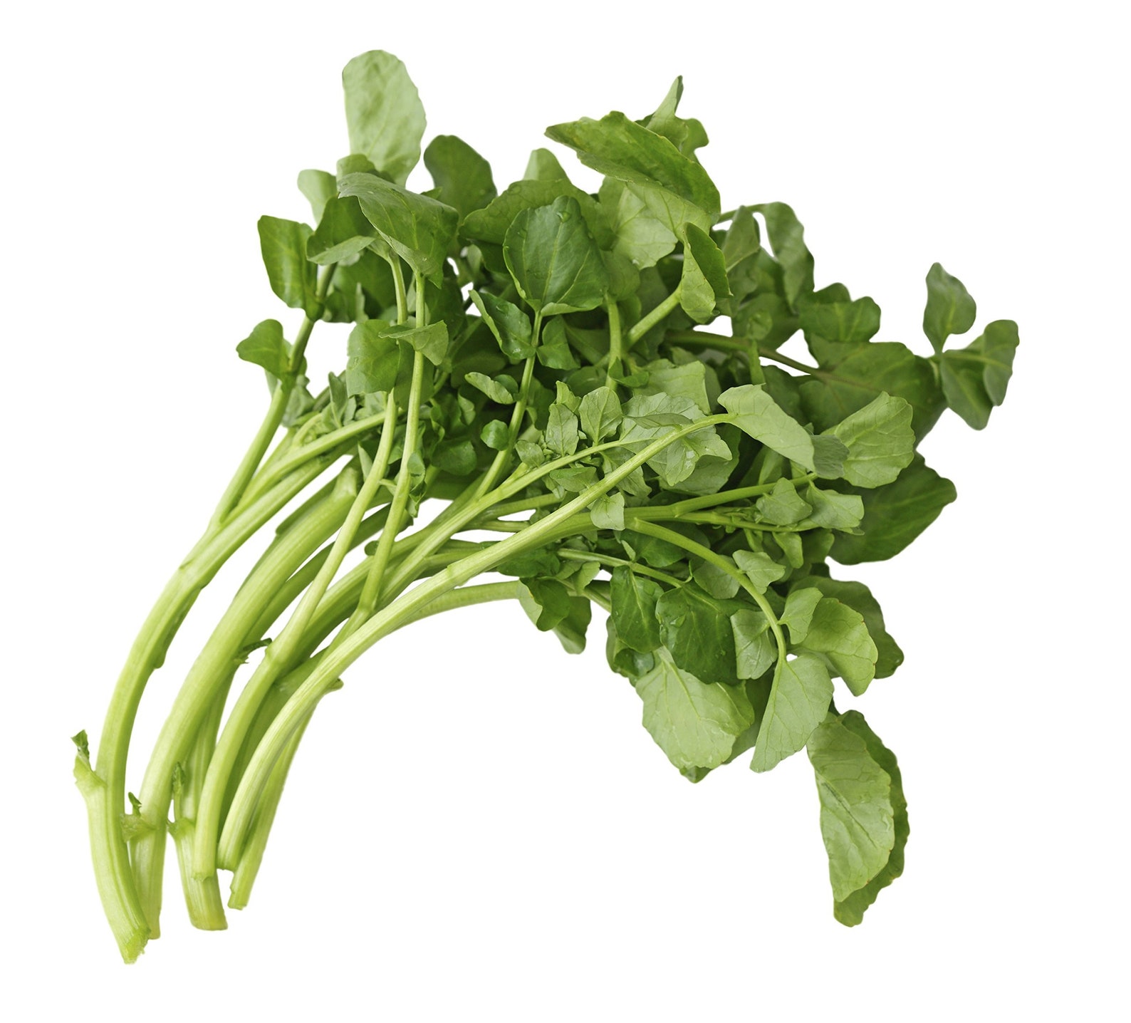 Upland Cress Seeds Land Cress Winter Cress Creasy Greens Seeds Non GMO ...