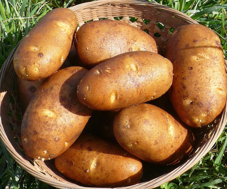 Pre-order Now! 4/26 - Russet Burbank Seed Potatoes for Planting ...