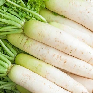 Daikon Radish Seeds Chinese Luóbo Lobak Lo Pak White Carrot Asian Chai ...