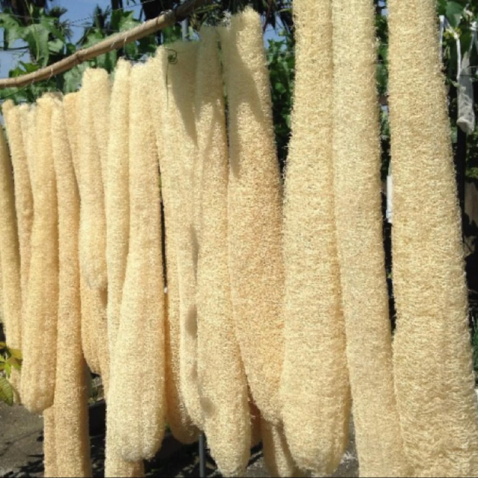 Extra Long Luffa Seeds Chinese Okra Loofah Loofa Smooth Gourd | Etsy