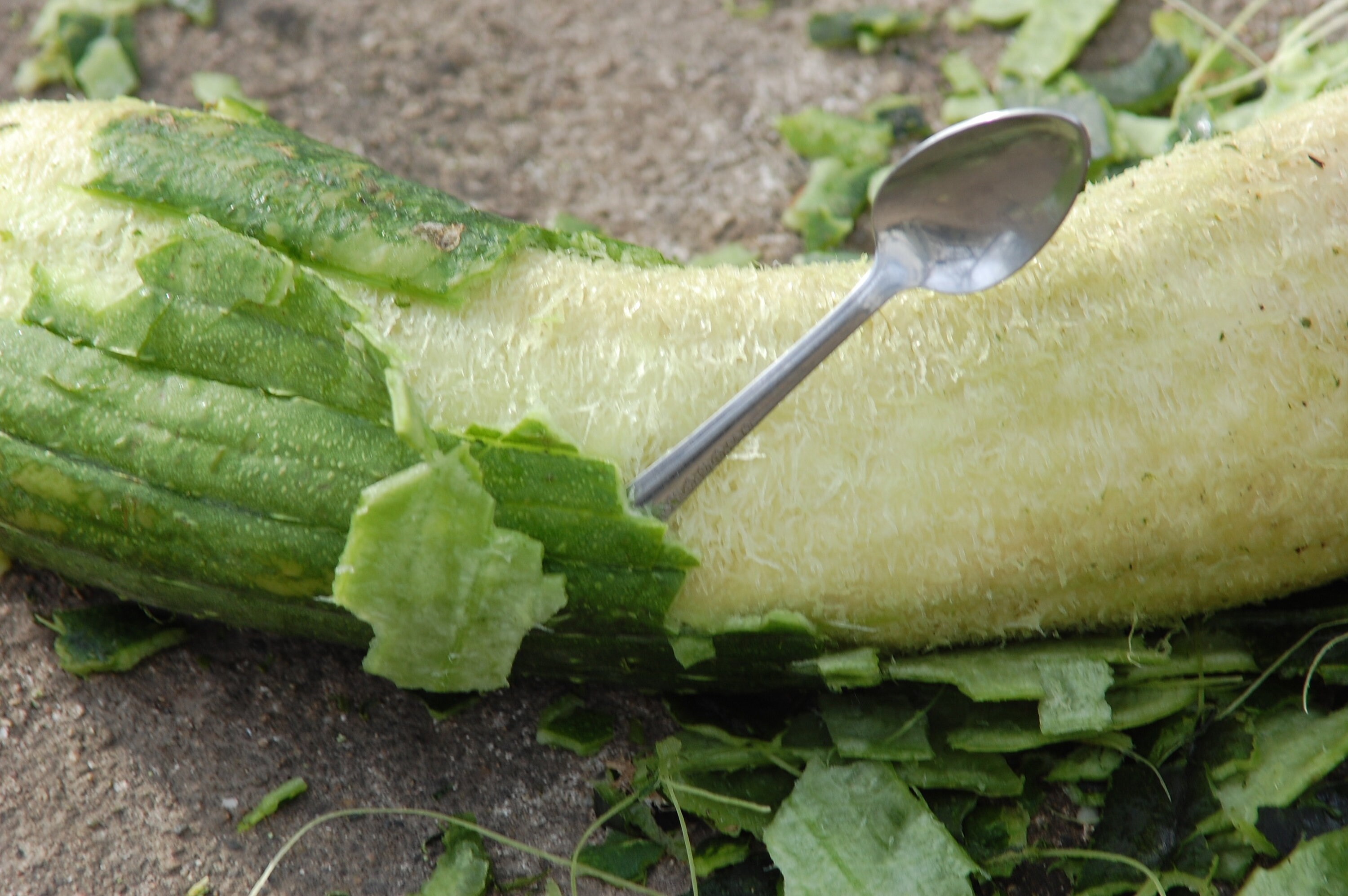 Extra Long Luffa Seeds Chinese Okra Loofah Loofa Smooth Gourd | Etsy