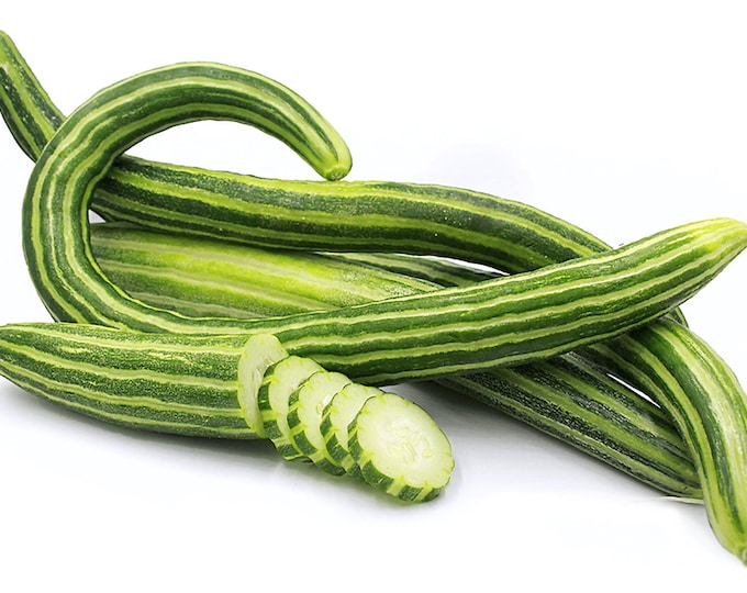 5 Seeds Snake Gourd, Striped, Thai Vegetable, Natural, Non GMO - Etsy ...