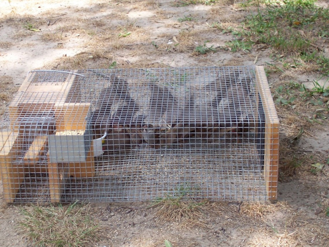 Original Deluxe Repeating Sparrow Trap (full Copyright Directions ...