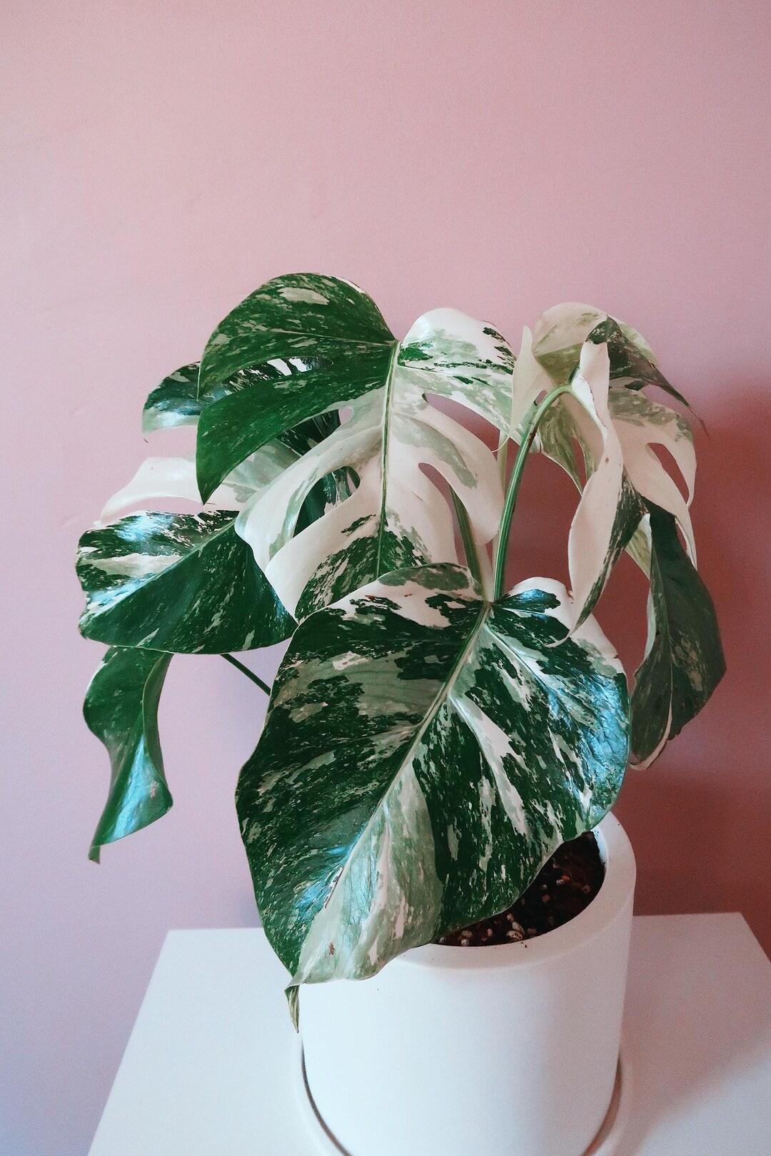 Albo Variegated Monstera Rooted Cuttings & Plants [US] (RARE) - Etsy