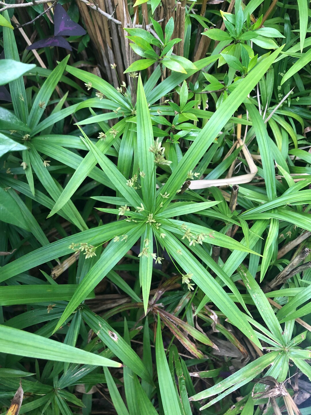 Dwarf Papyrus - Etsy