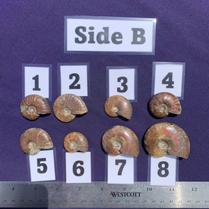 Whole Ammonite Fire Red Fossil Nautilus - Etsy