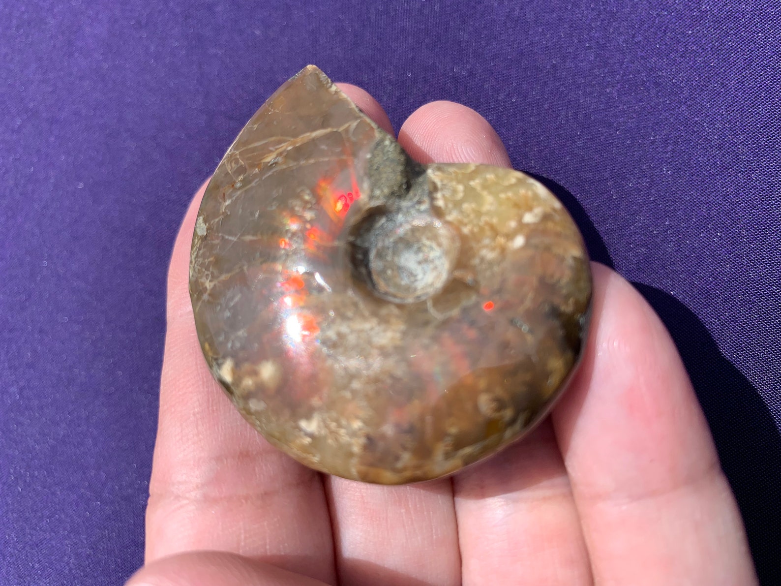 Whole Ammonite Fire Red Fossil Nautilus | Etsy