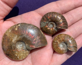 1 Medlrg Red Fire AMMONITE Opalized Fossil Whole Shell Nautilus ...