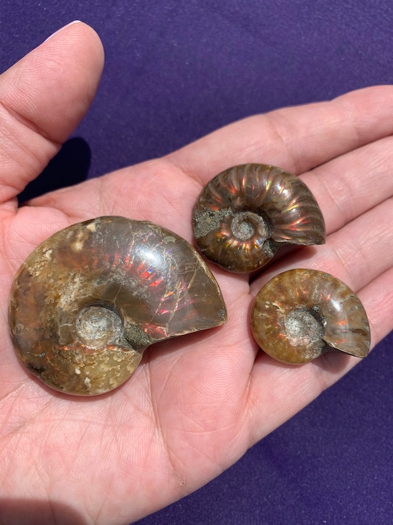 Whole Ammonite Fire Red Fossil Nautilus | Etsy
