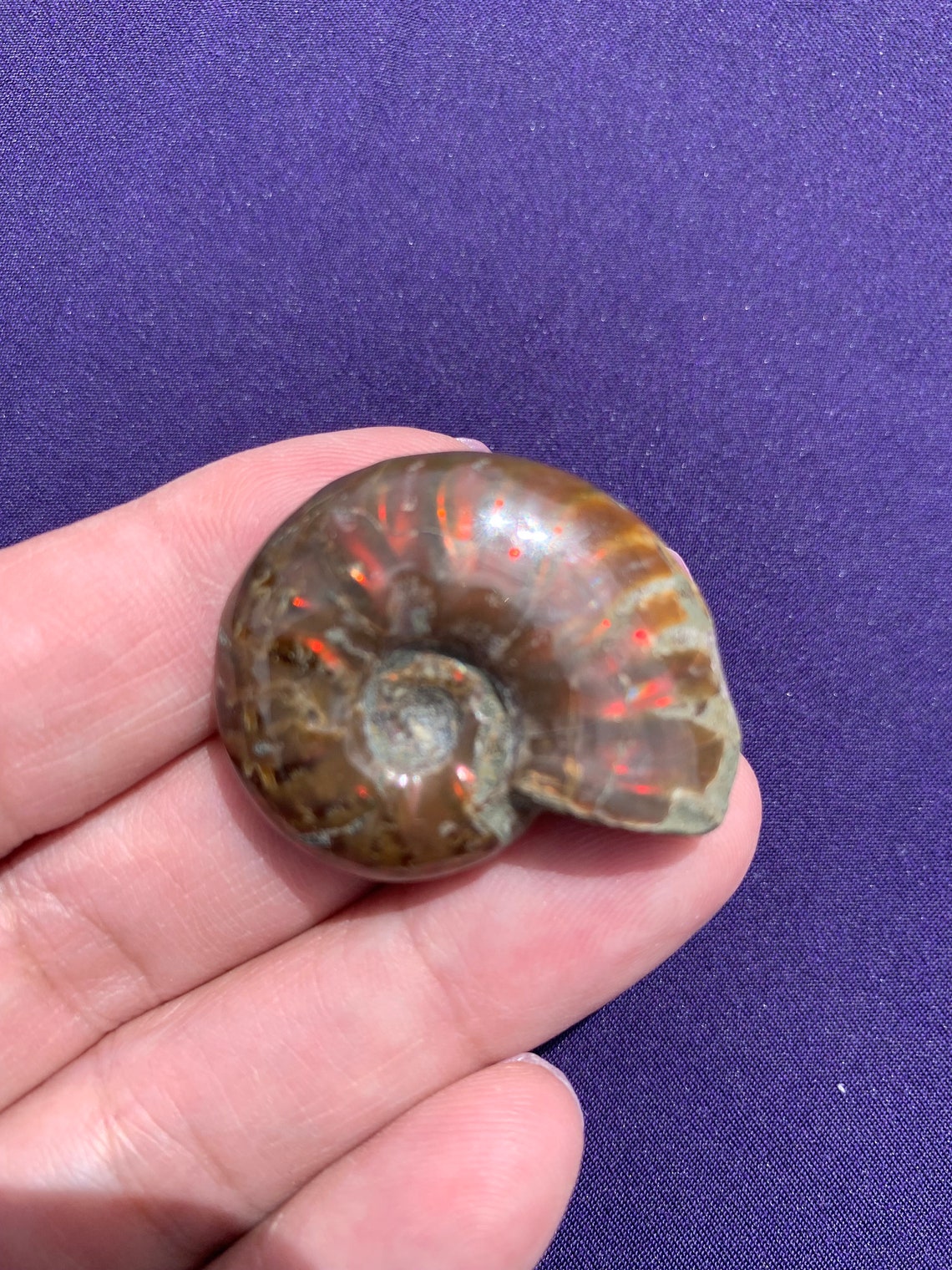 Whole Ammonite Fire Red Fossil Nautilus | Etsy