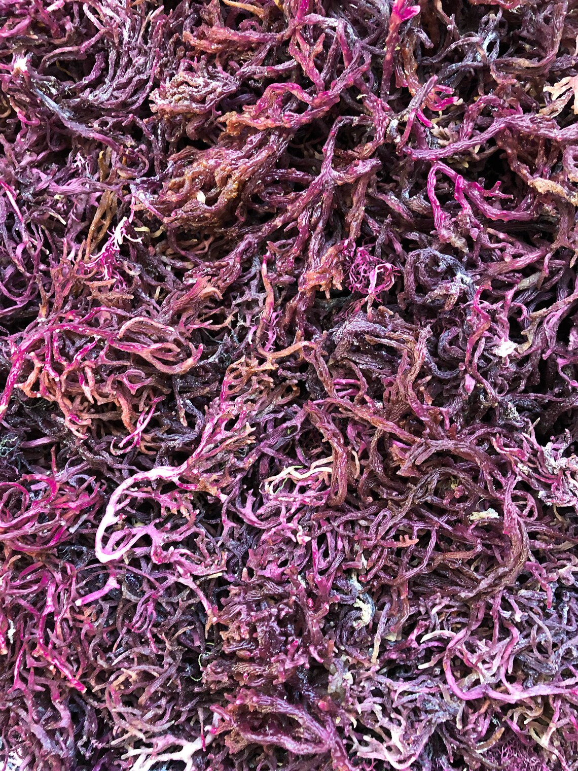 Purple Sea Moss Organic Wildcrafted irish Moss Gracilaria Dried in St ...