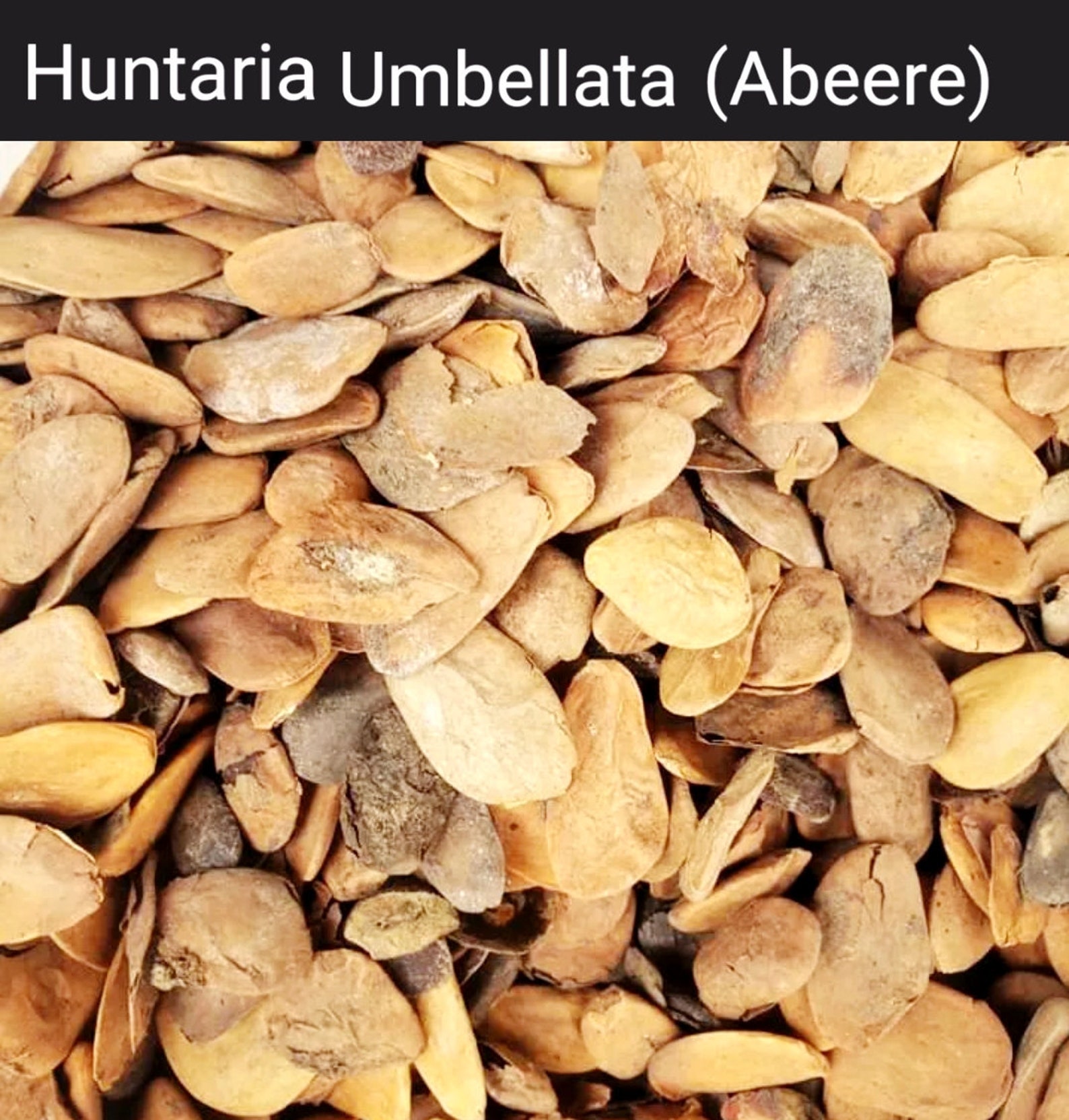 Abere Seeds / Abere Powder Hunteria Umbellata 100% Naturale | Etsy