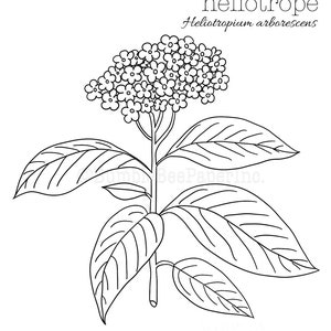 Heliotrope (heliotropium Arborescens) Flower Coloring Page/wall Art - Etsy